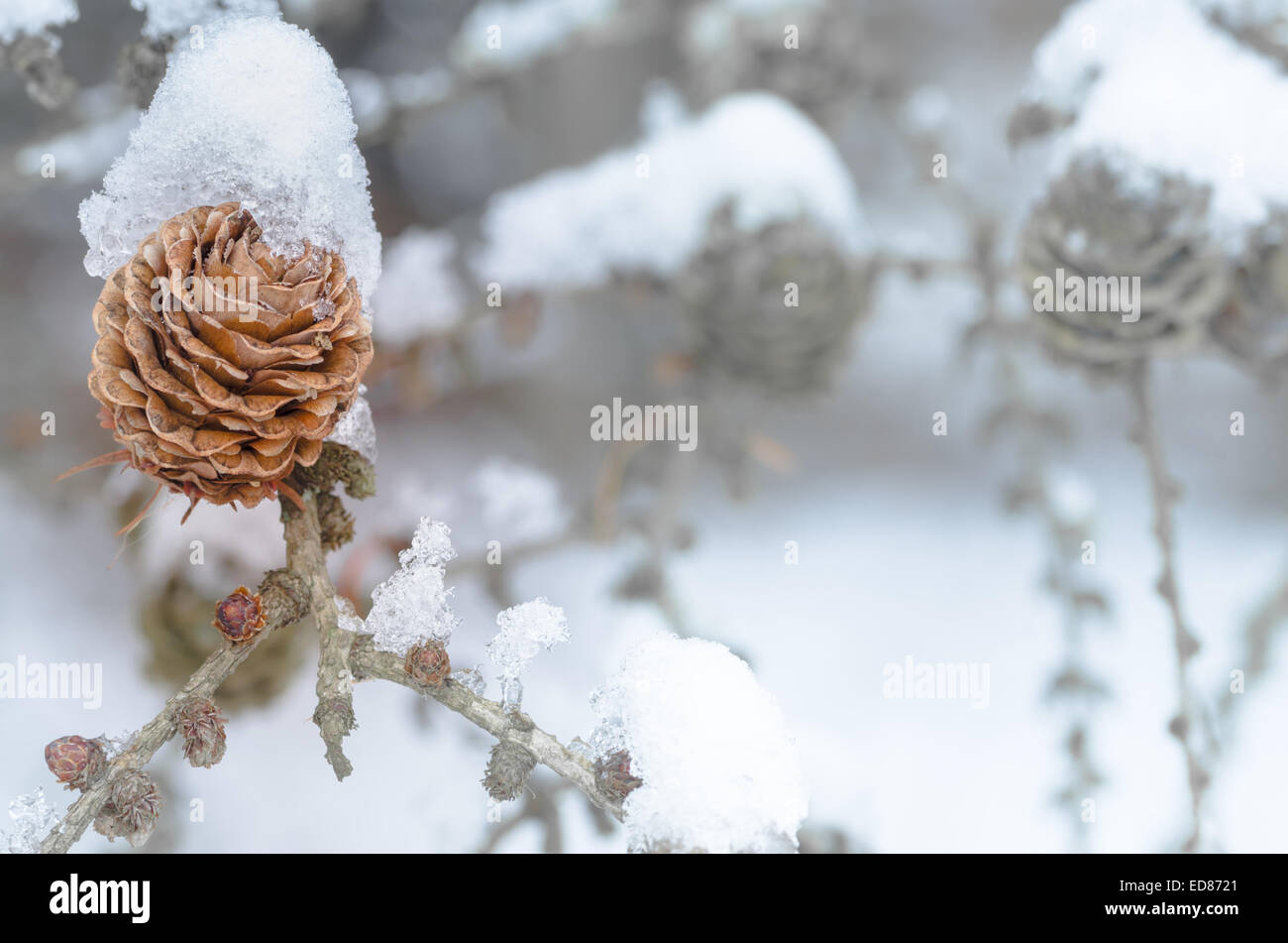 larch twig with cone covered with snow Stock Photo - Alamy