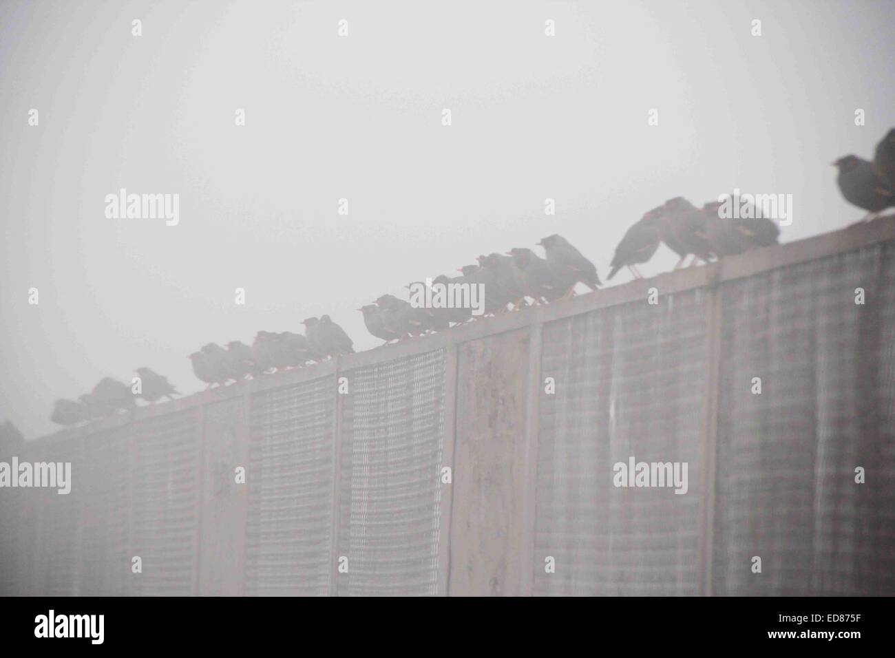 Mynah Birds group of passerine Birds fly on cold foggy and chilly ...