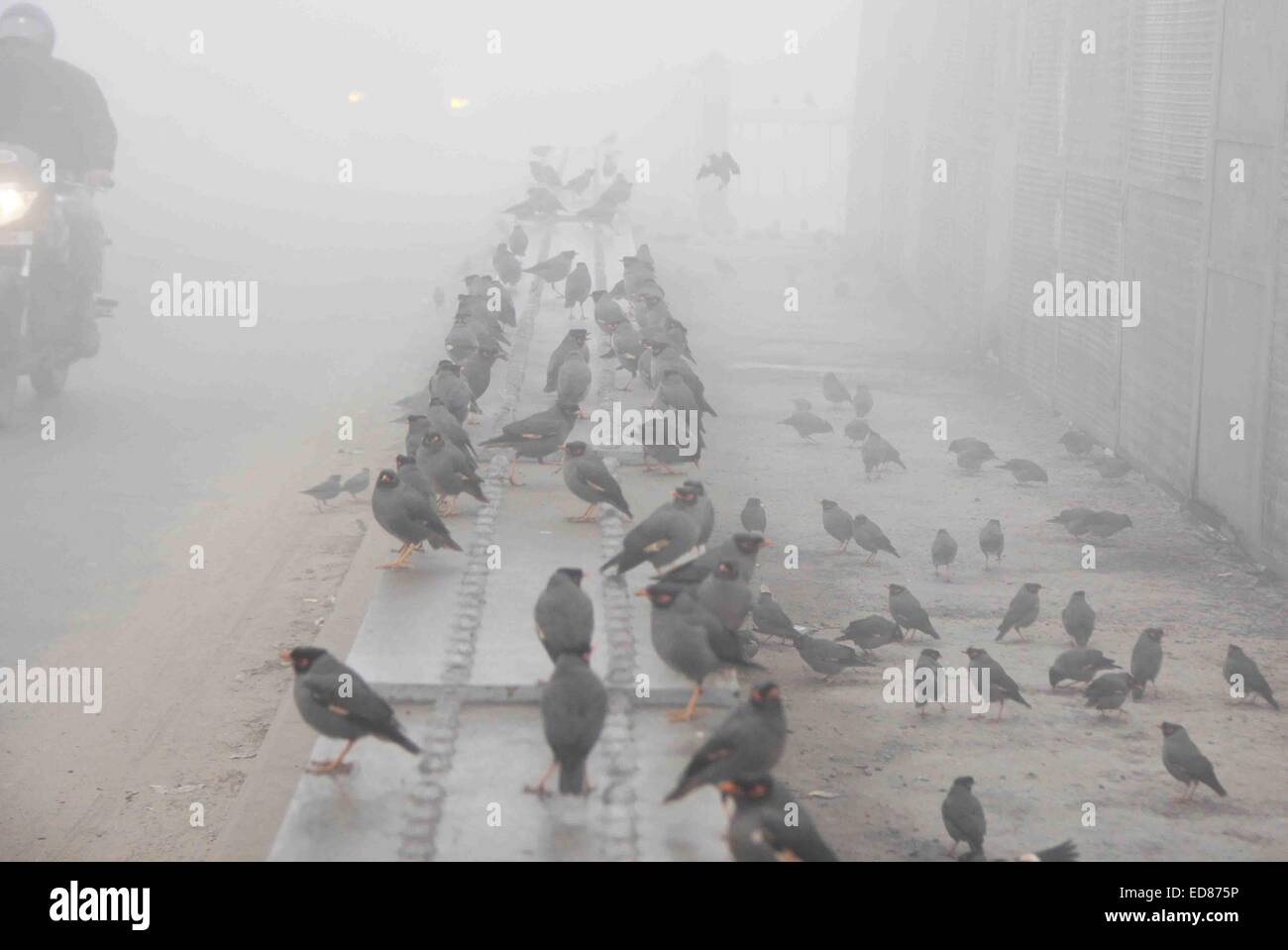 Mynah Birds group of passerine Birds fly on cold foggy and chilly ...