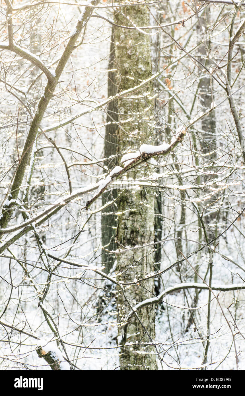 winter forest covered with snow Stock Photo - Alamy