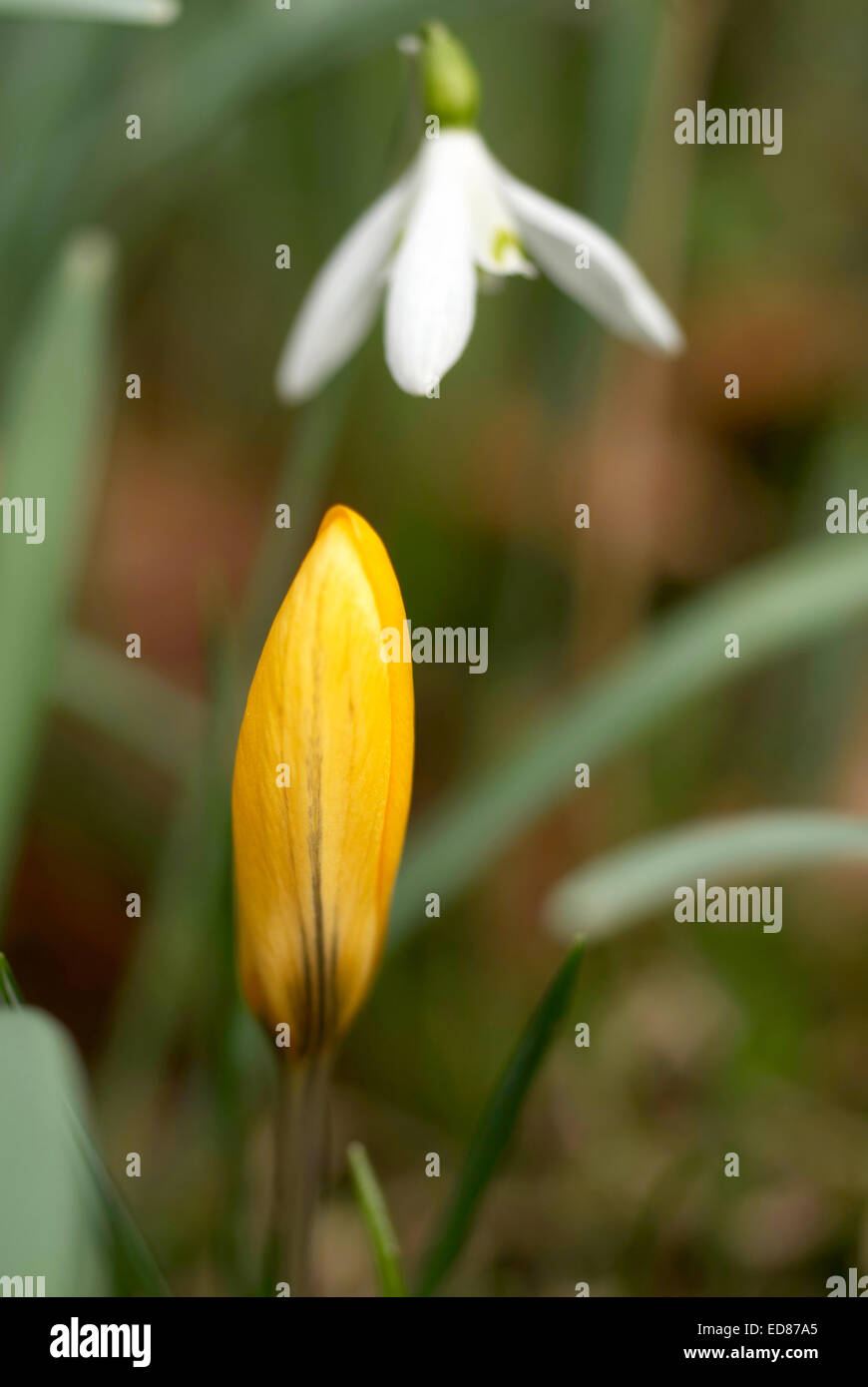 Snowdrop and Crocus / Spring flowers Stock Photo - Alamy