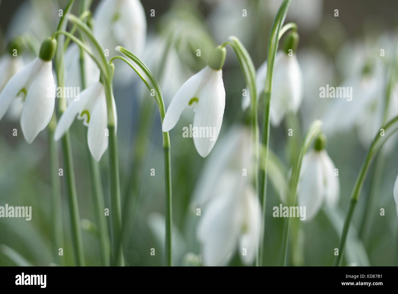 Snowdrops in bloom in spring hi-res stock photography and images - Alamy