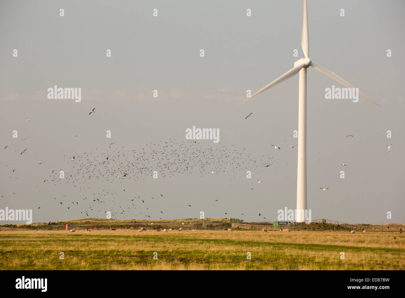 Birds flying past wind turbines at Haverigg, Cumbria, UK Stock Photo ...