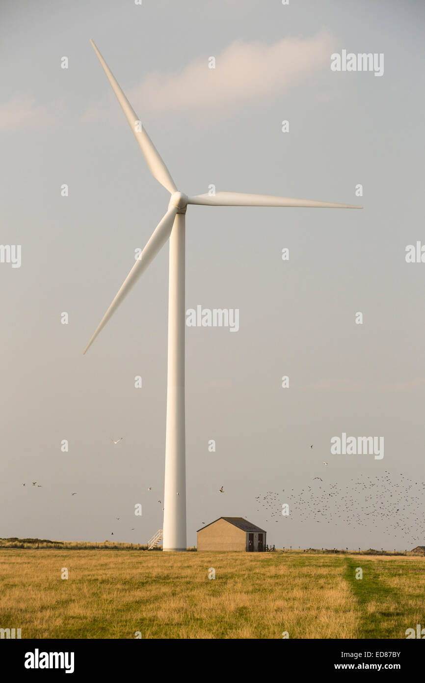 Birds flying past wind turbines at Haverigg, Cumbria, UK Stock Photo ...