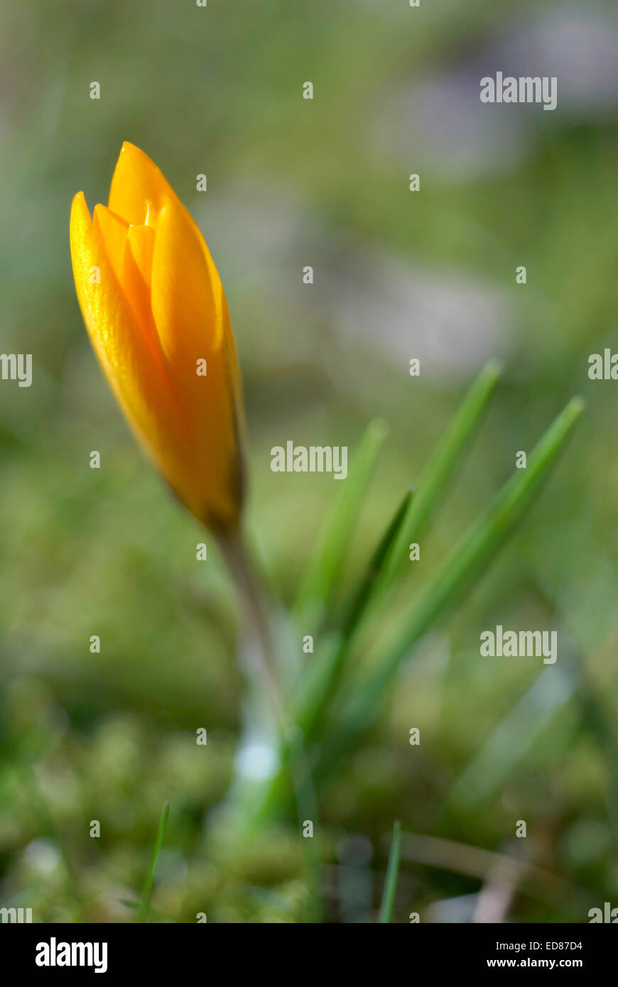 Yellow crocus for the woodland garden hi-res stock photography and ...