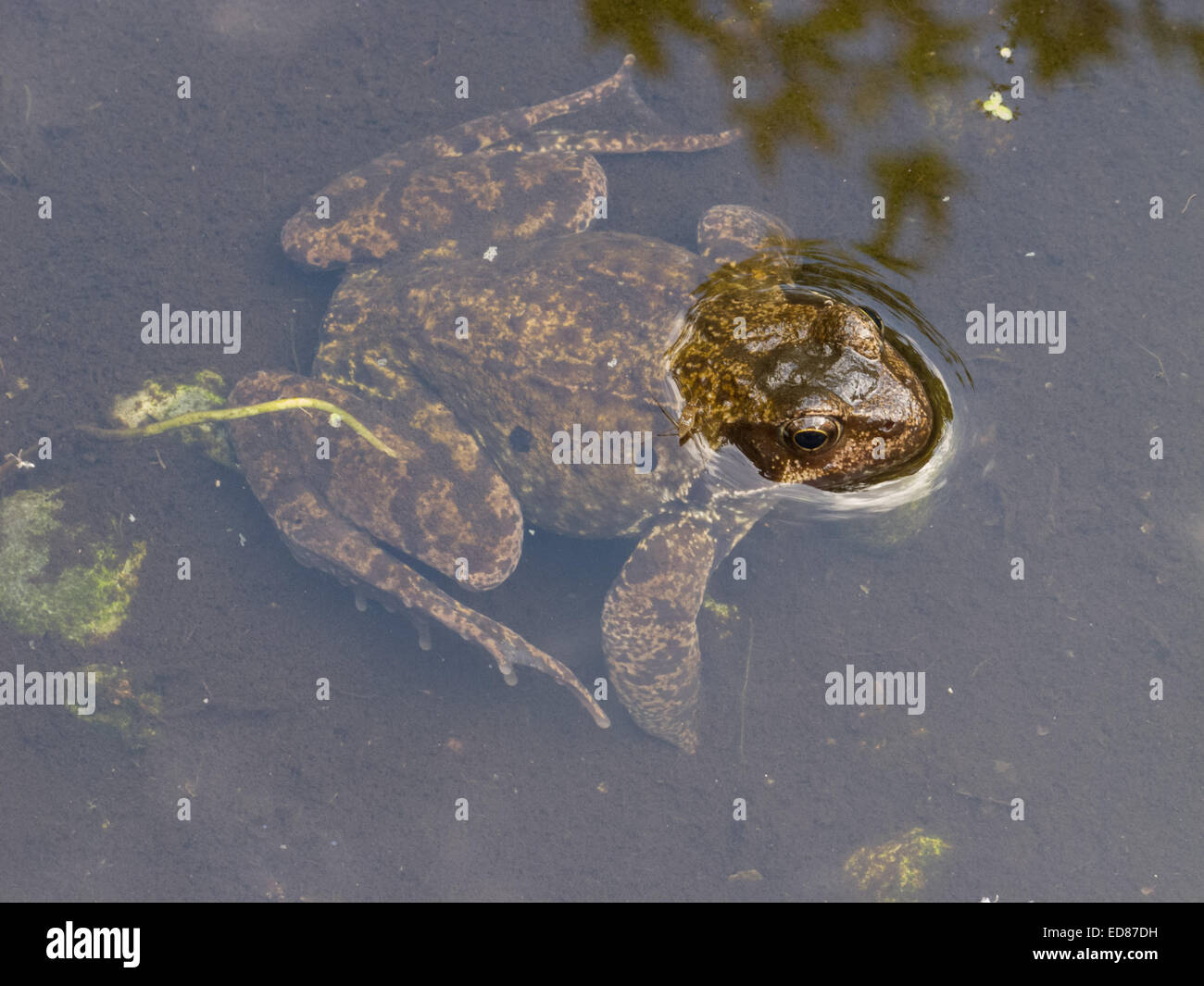 Frog garden pond hi-res stock photography and images - Alamy