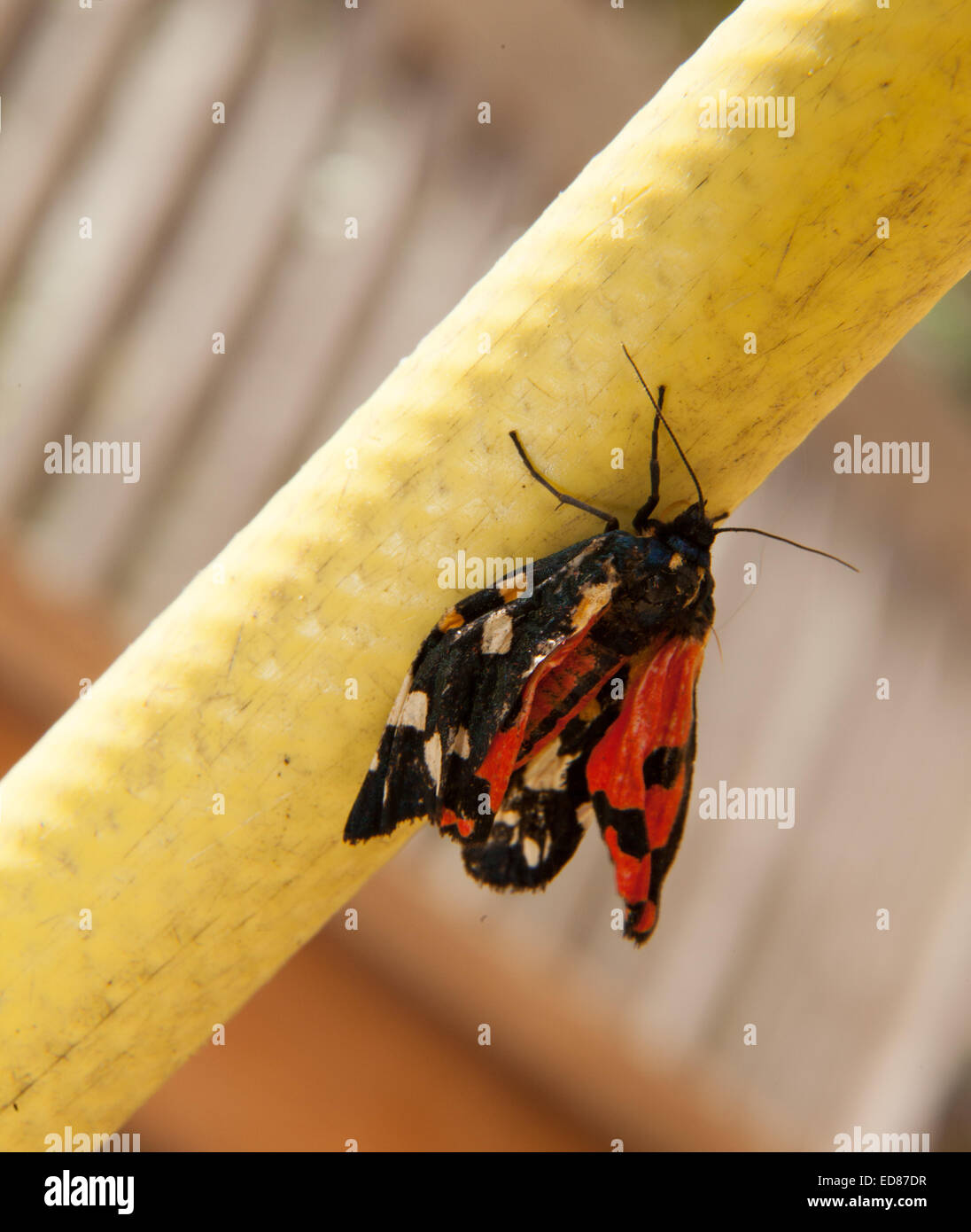A scarlet tiger moth dries his wings whilstclinging to a garden ...