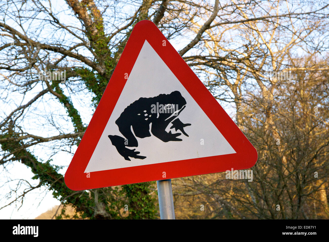 Toad Warning Sign Llandrindod Wells Powys Wales UK Stock Photo - Alamy