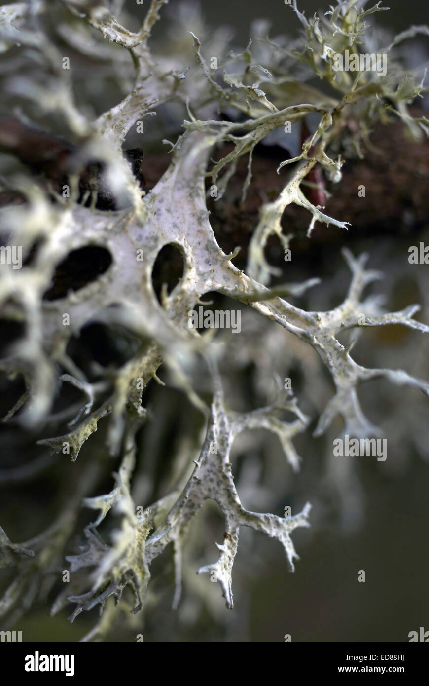 Lichen on Branch / Oak Moss Stock Photo - Alamy