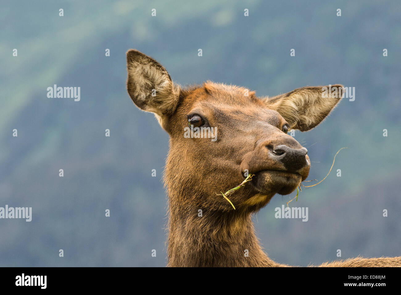 Close-up of a female elk chewing on grass Stock Photo - Alamy