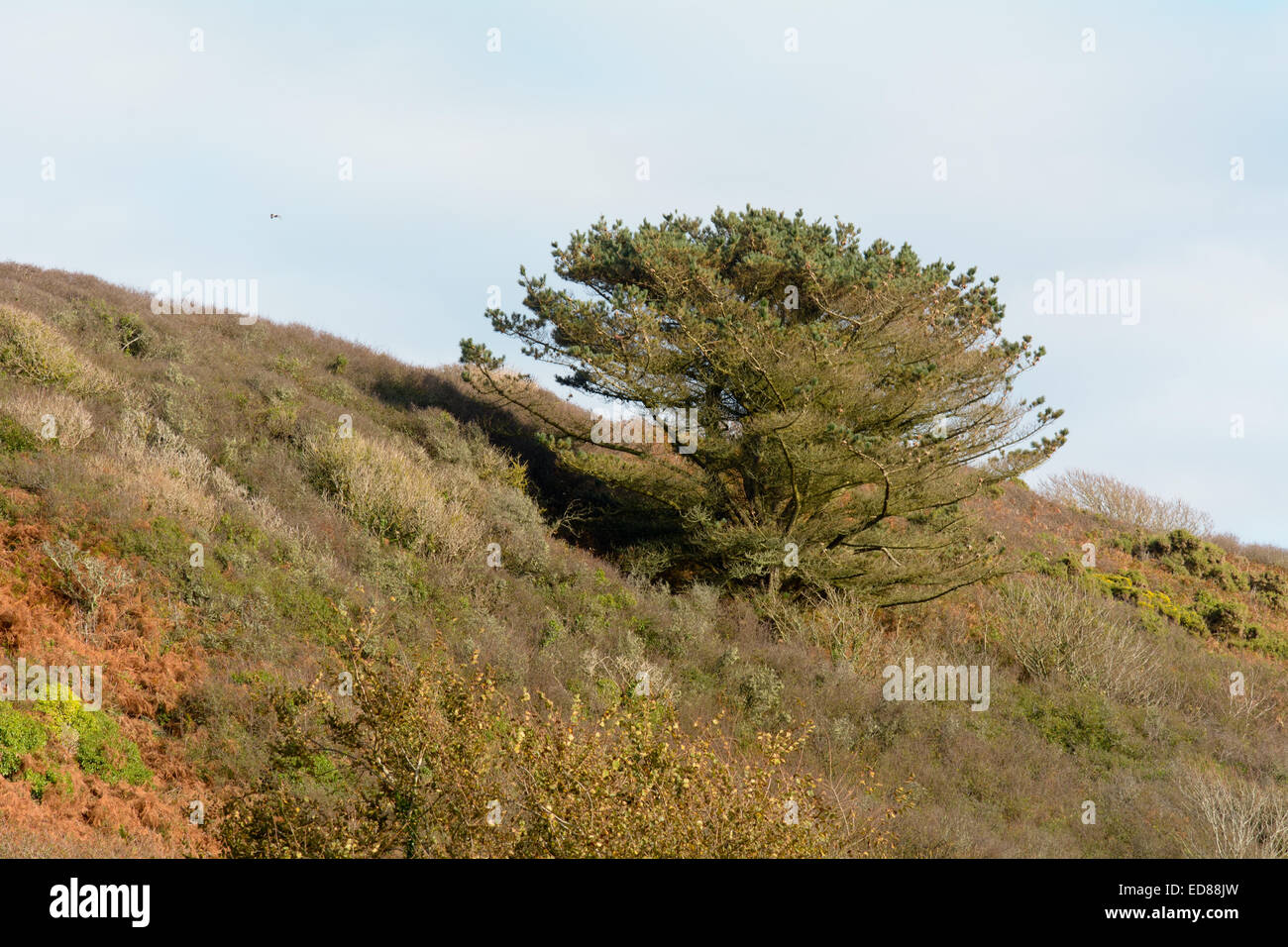 Cornish hillside hi-res stock photography and images - Alamy