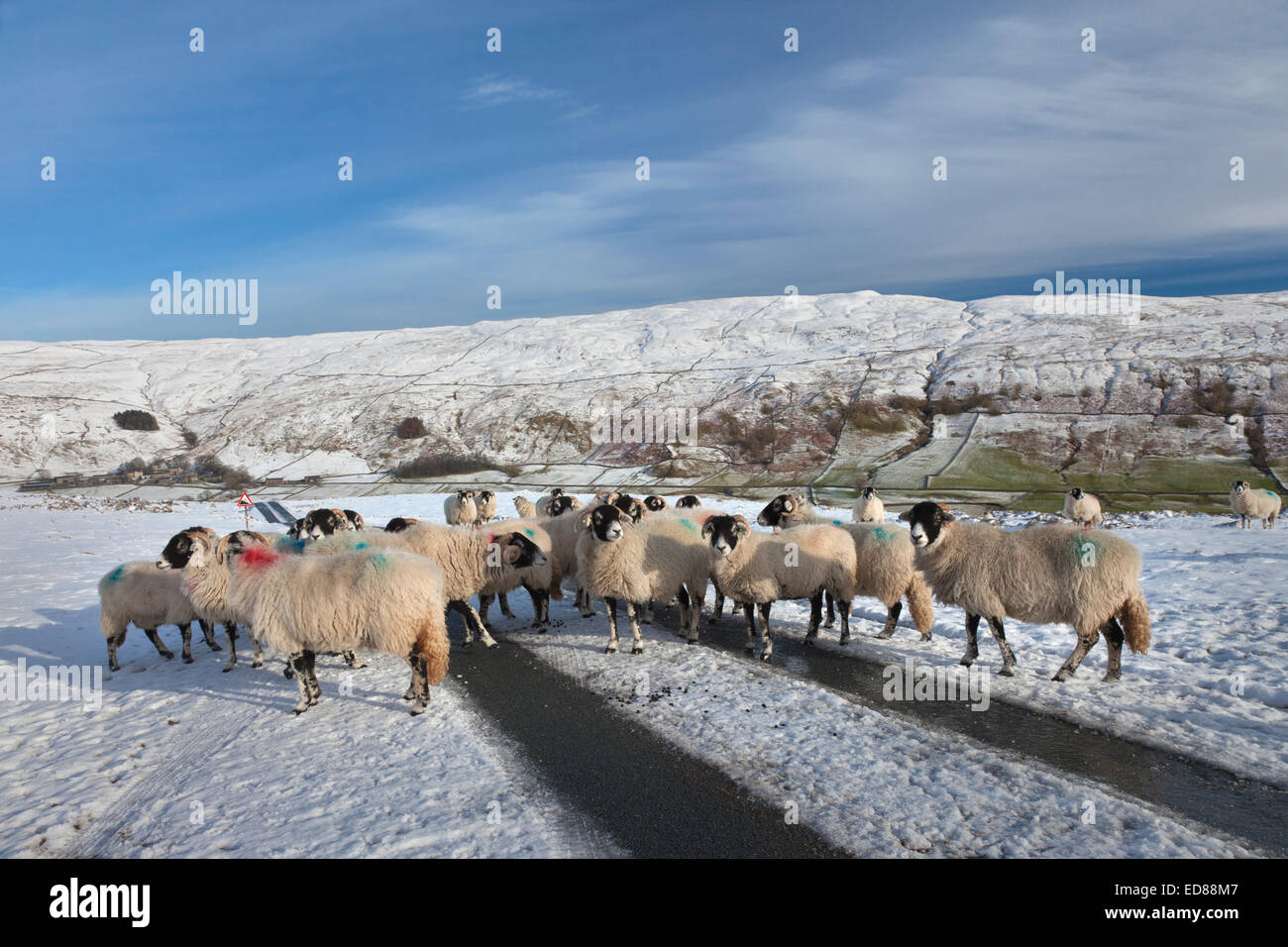Swaledale sheep at Halton Gill in Littondale, The Yorkshire Dales ...
