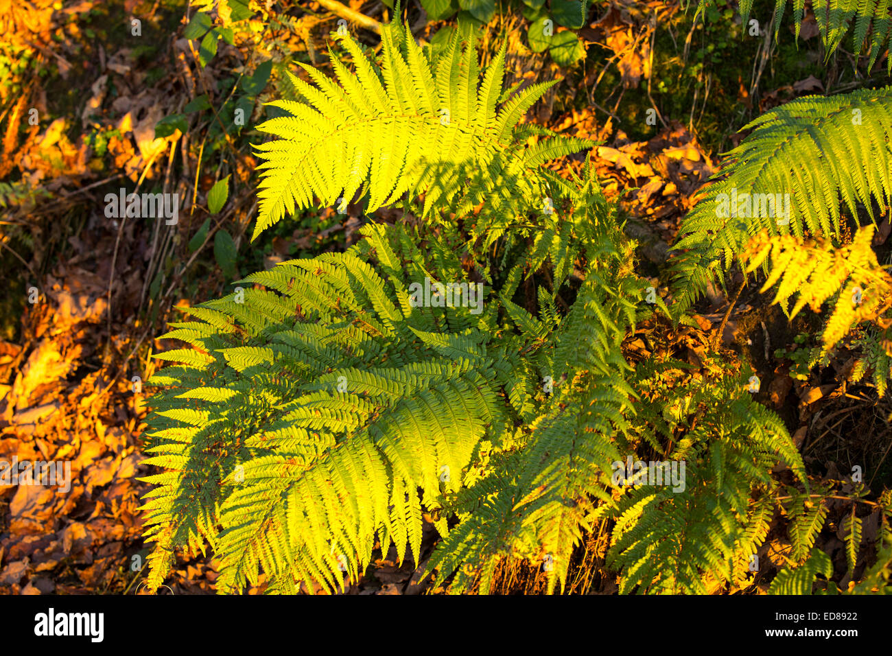 Warm light at sunset on fern fronds, Ambleside, Cumbria, UK Stock Photo ...