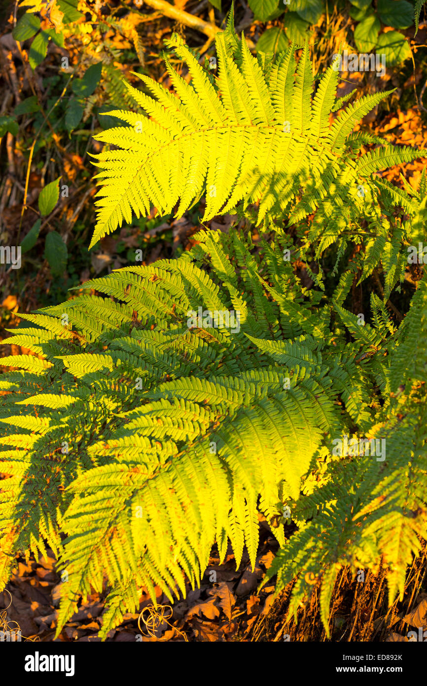 Warm light at sunset on fern fronds, Ambleside, Cumbria, UK Stock Photo ...