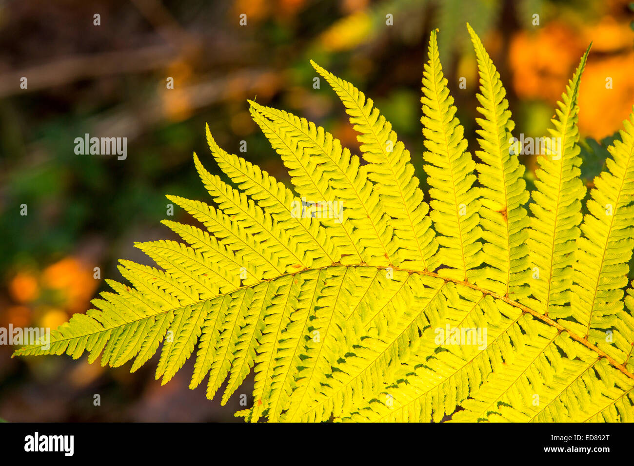 Warm light at sunset on fern fronds, Ambleside, Cumbria, UK Stock Photo ...