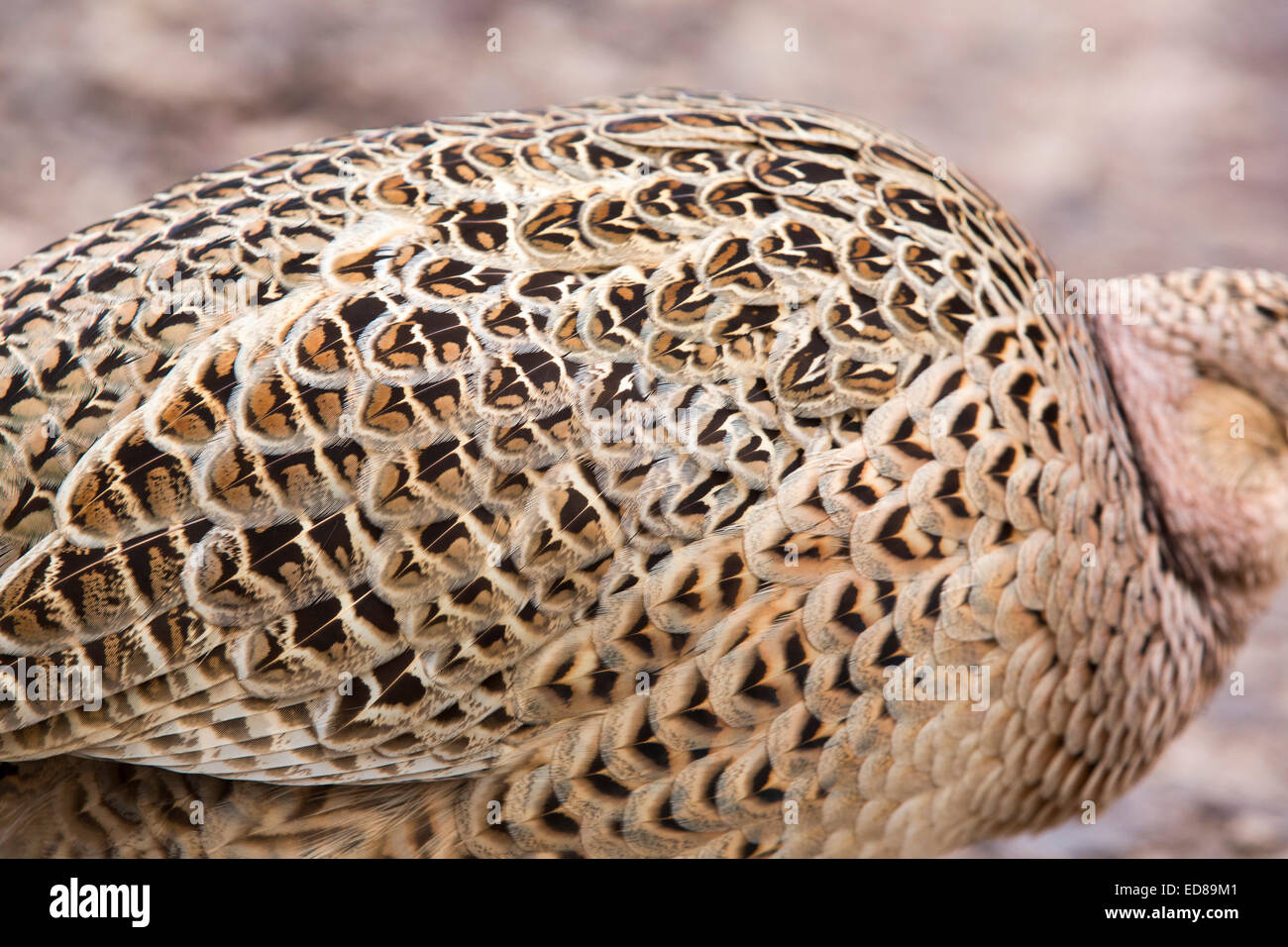 A female Common Pheasant Stock Photo - Alamy