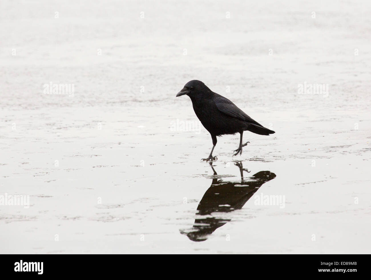 A crow walking on a frozen lake at Leighton Moss, Lancashire, UK Stock ...