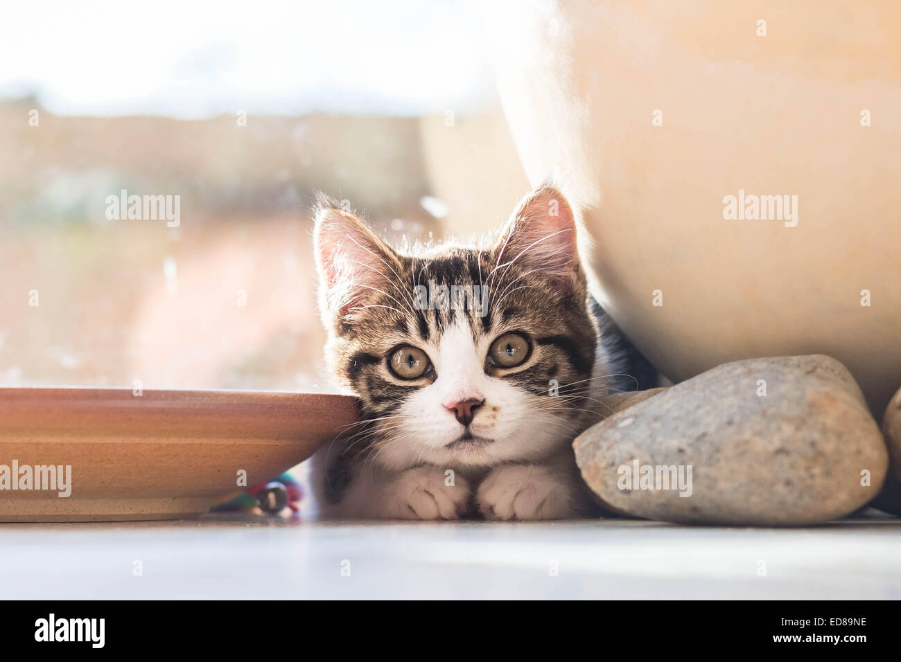 White Patched Tabby Kitten Cat in home surroundings Stock Photo - Alamy