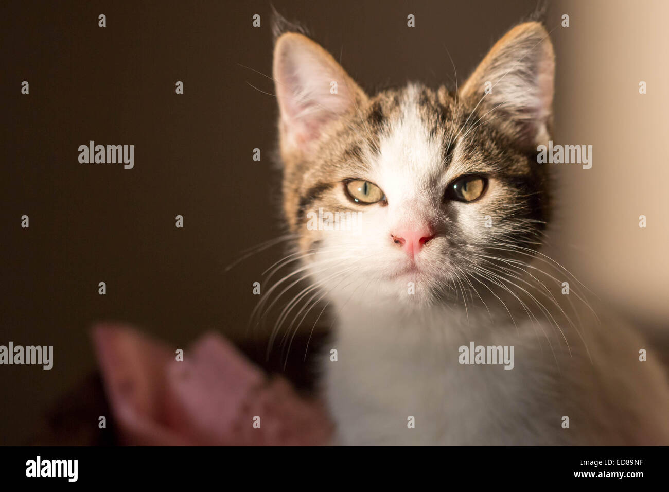 White Patched Tabby Kitten Cat in home surroundings Stock Photo - Alamy