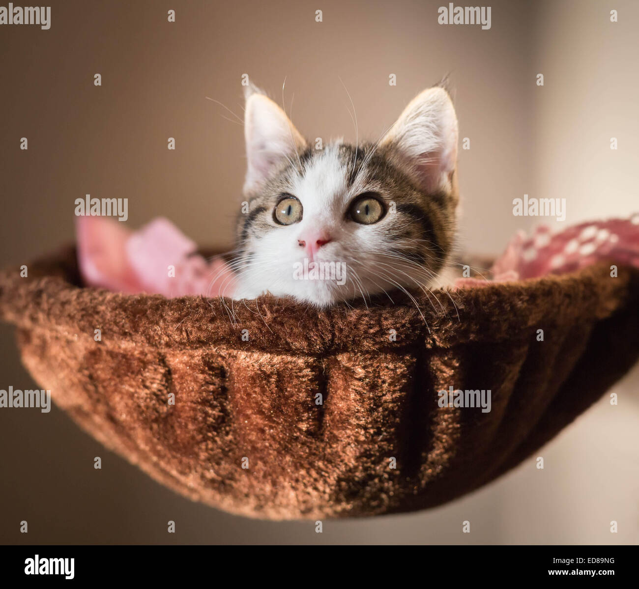 White Patched Tabby Kitten Cat in home surroundings Stock Photo - Alamy