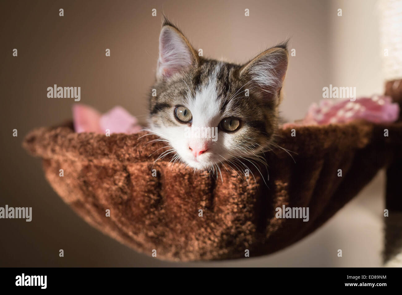 White Patched Tabby Kitten Cat in home surroundings Stock Photo - Alamy