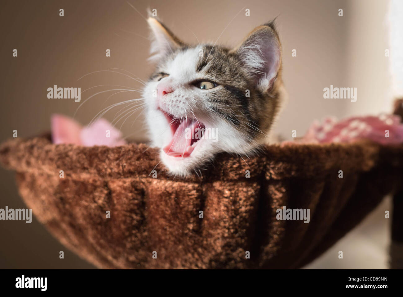 White Patched Tabby Kitten Cat Yawning Stock Photo - Alamy