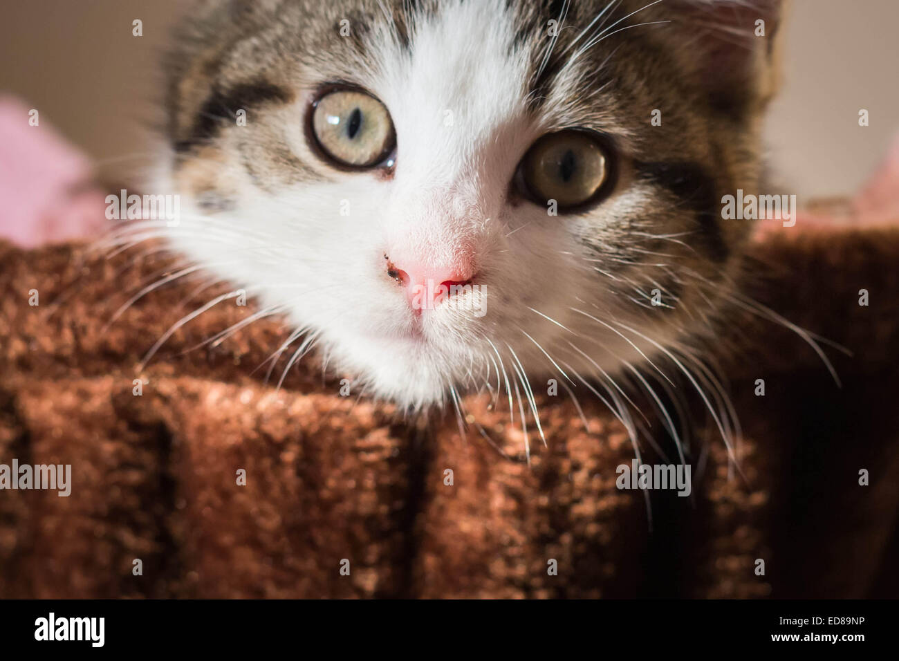 White Patched Tabby Kitten Cat in home surroundings Stock Photo - Alamy