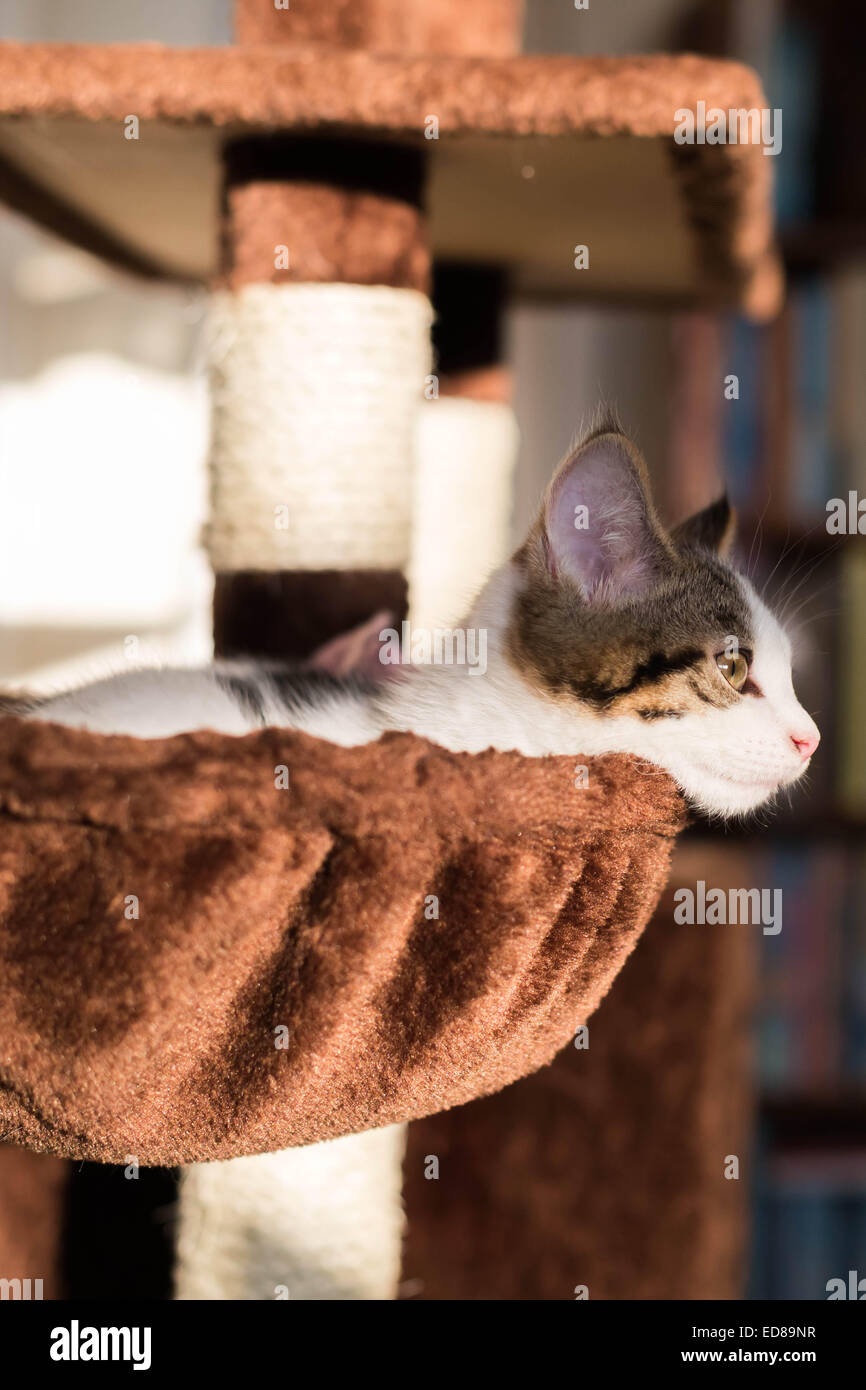 White Patched Tabby Kitten Cat in home surroundings Stock Photo - Alamy