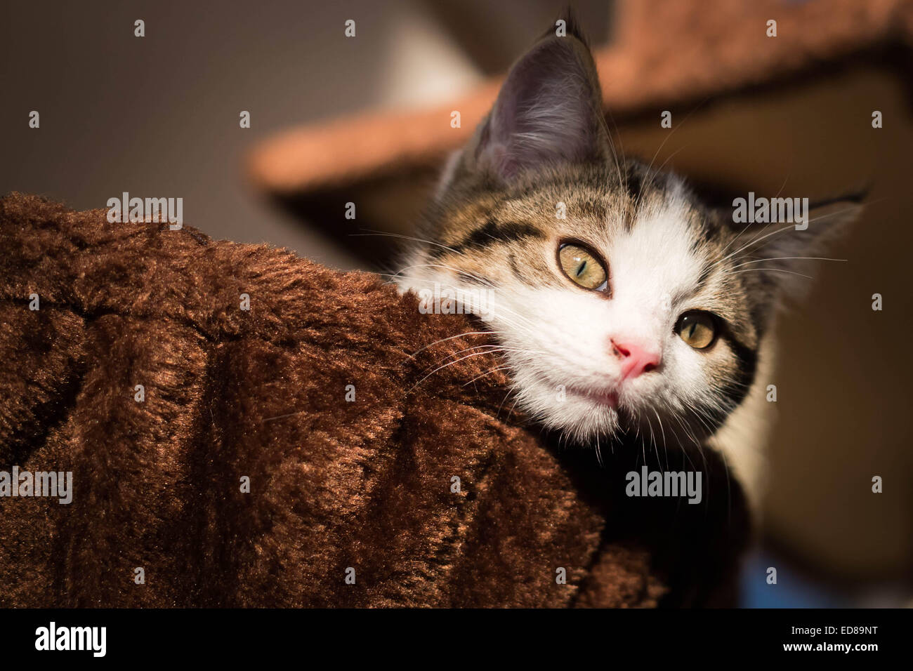 White Patched Tabby Kitten Cat in home surroundings Stock Photo - Alamy