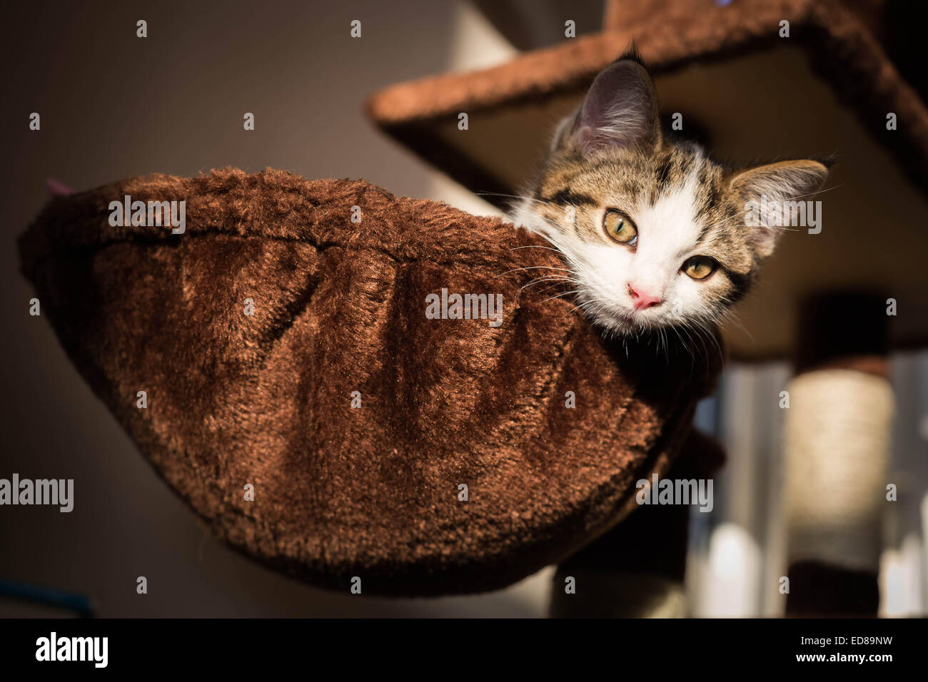 White Patched Tabby Kitten Cat in home surroundings Stock Photo - Alamy