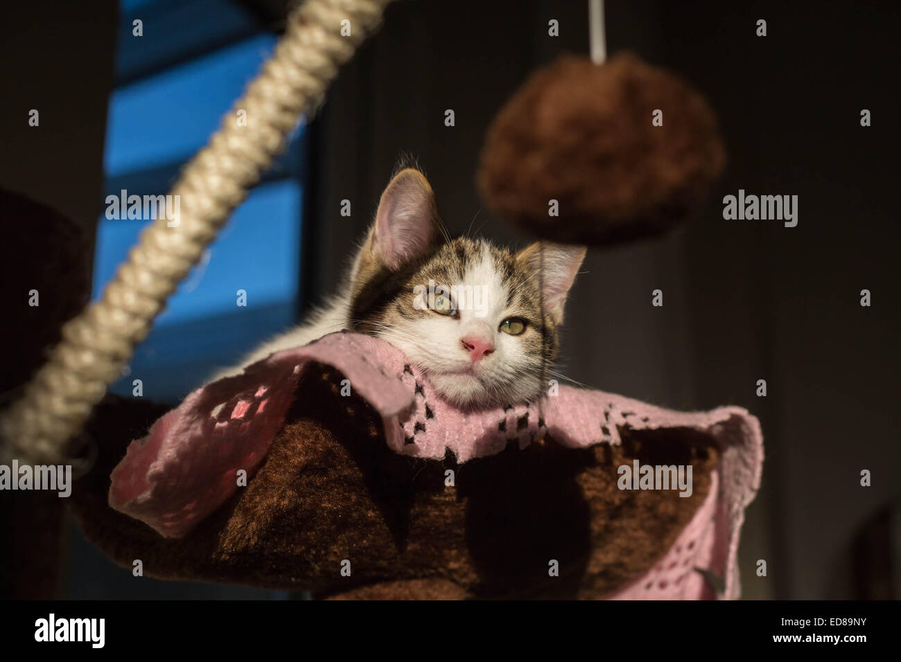 White Patched Tabby Kitten Cat in home surroundings Stock Photo - Alamy
