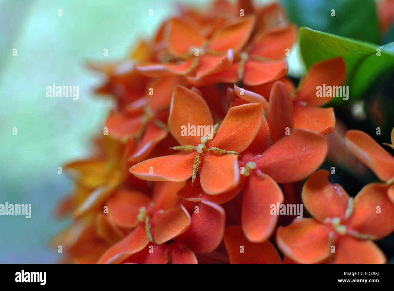 Ashoka hi-res stock photography and images - Alamy