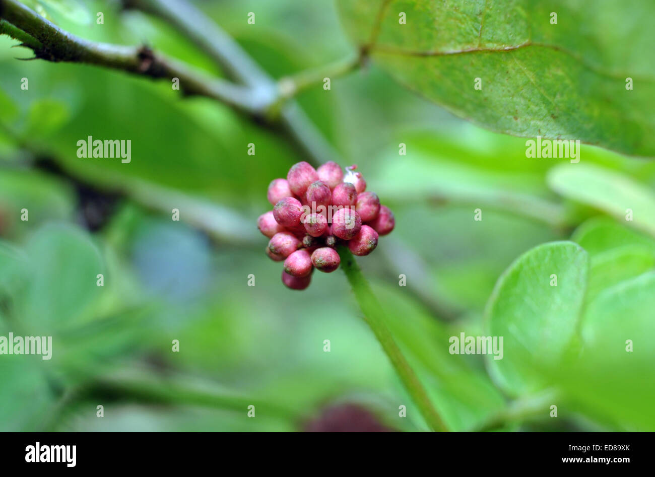 White flowers bud hi-res stock photography and images - Alamy
