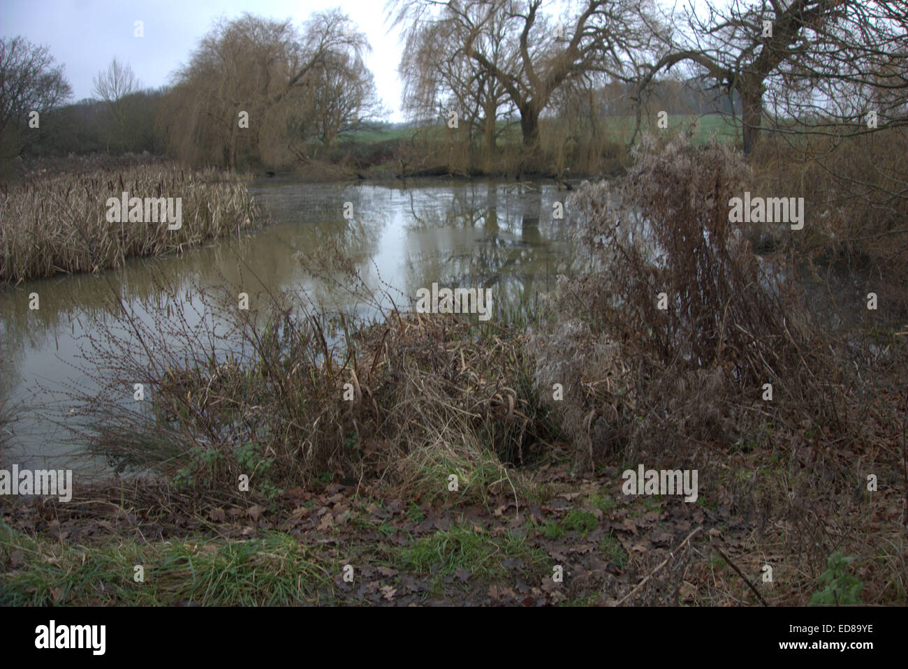 Ponds Royal Windsor great park Winter 2015 Stock Photo - Alamy