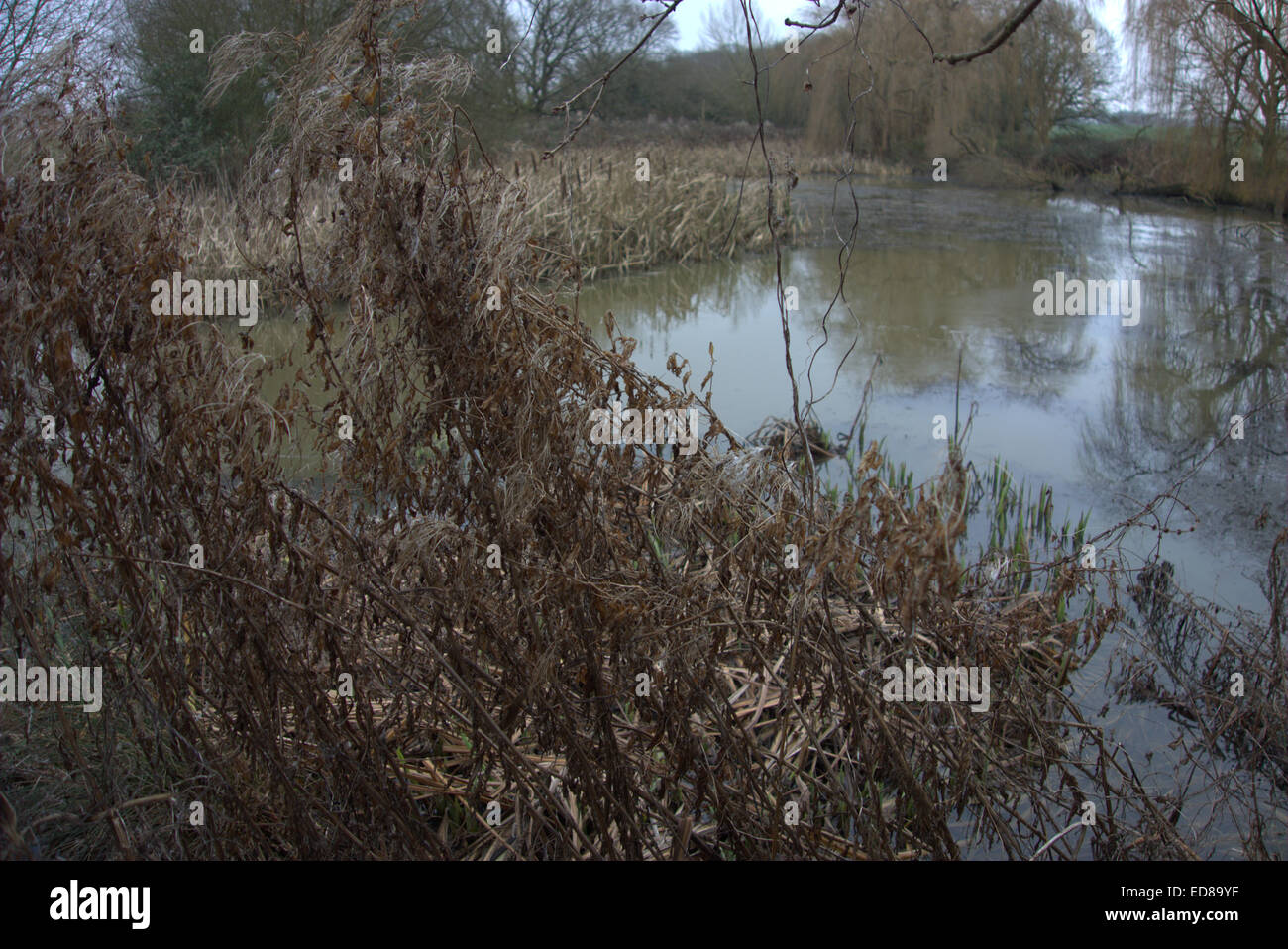 Ponds Royal Windsor great park Winter 2015 Stock Photo - Alamy