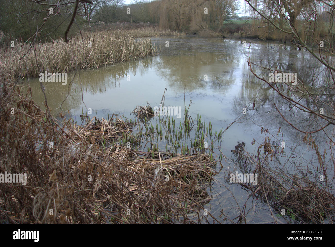 Ponds Royal Windsor great park Winter 2015 Stock Photo - Alamy