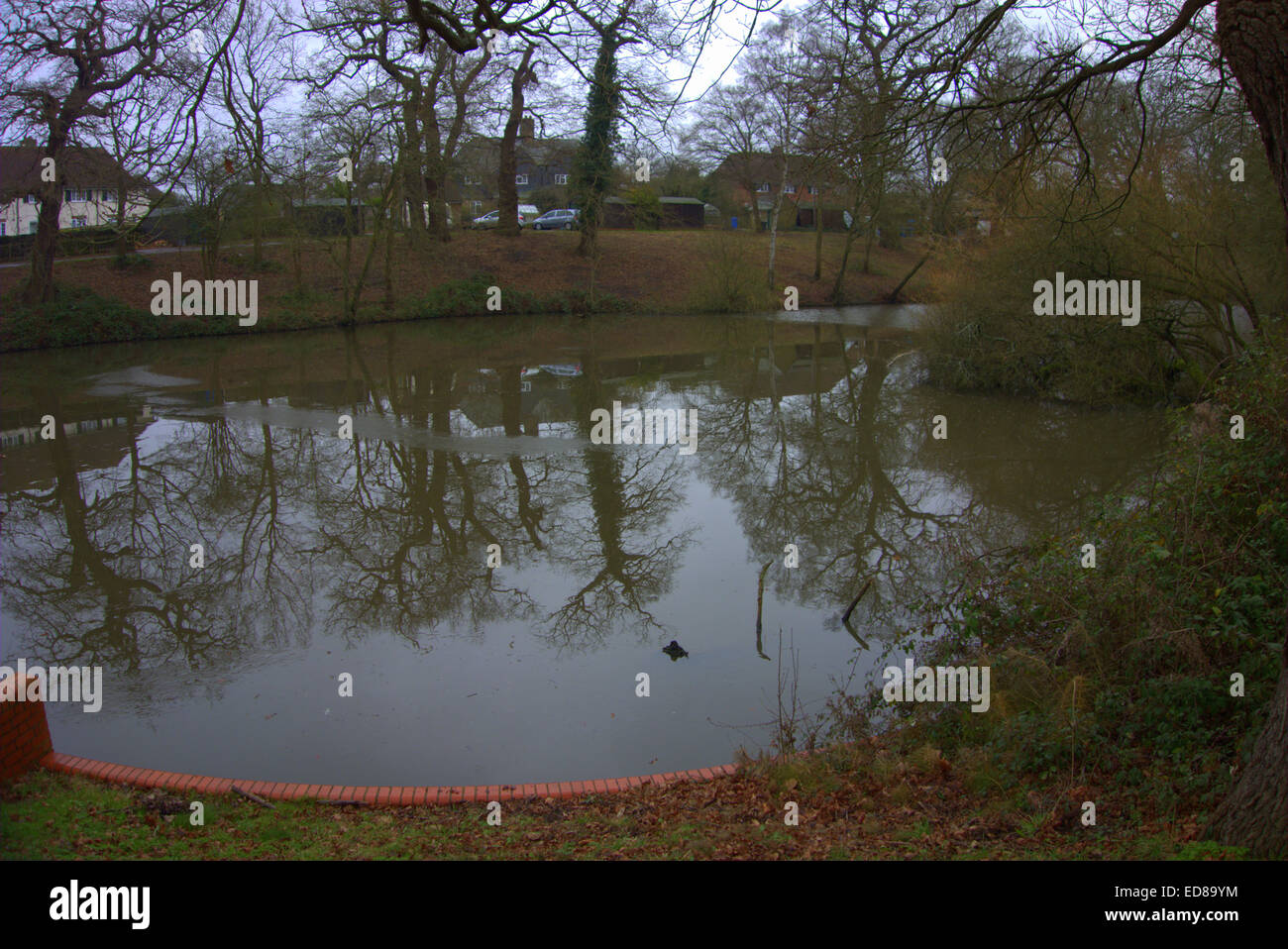 Ponds Royal Windsor great park Winter 2015 Stock Photo - Alamy