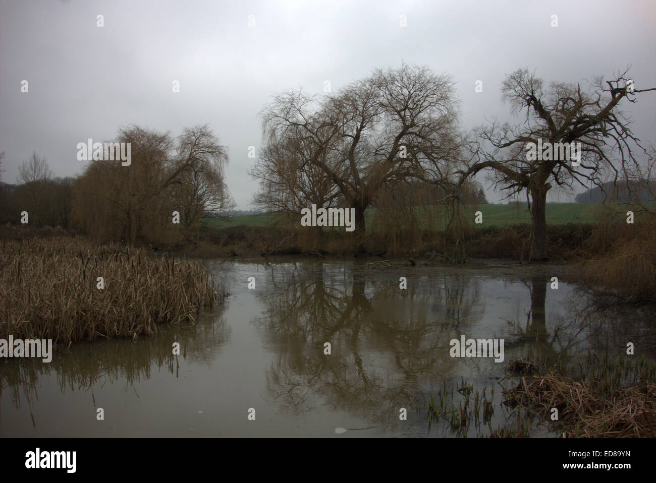 Ponds Royal Windsor great park Winter 2015 Stock Photo - Alamy
