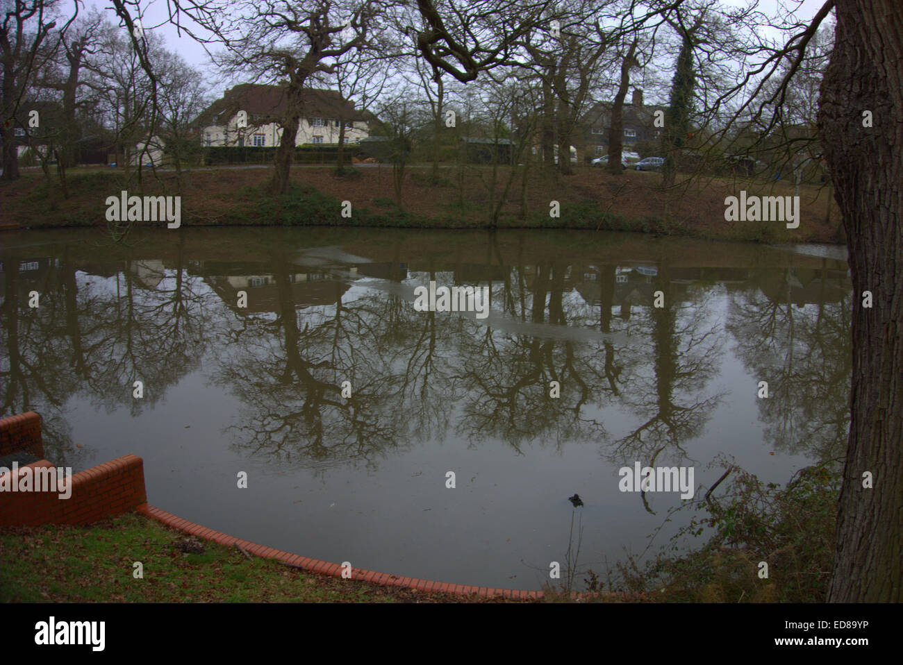 Ponds Royal Windsor great park Winter 2015 Stock Photo - Alamy