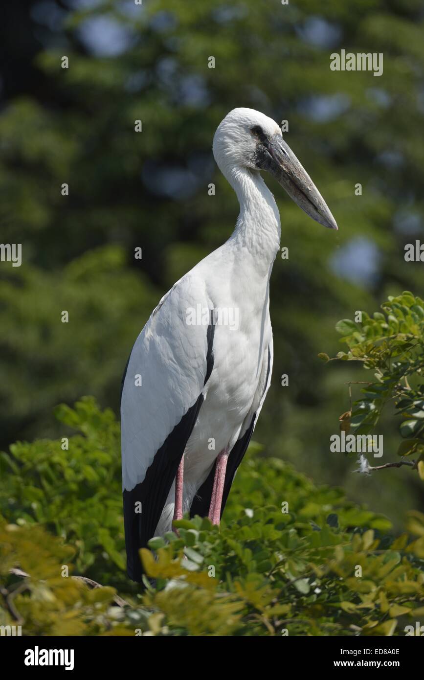 Stork, Ranganthittu Bird Sanctuary, India Stock Photo - Alamy