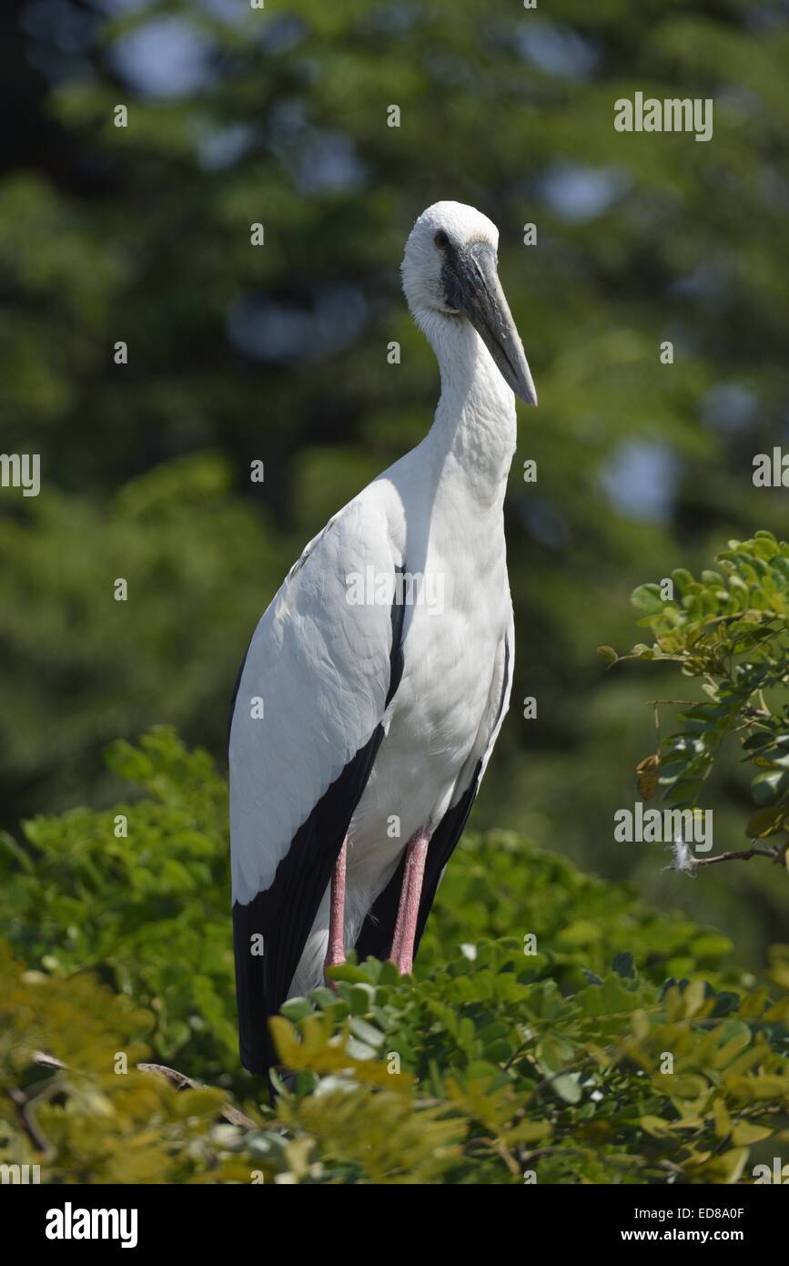 Stork, Ranganthittu Bird Sanctuary, India Stock Photo - Alamy