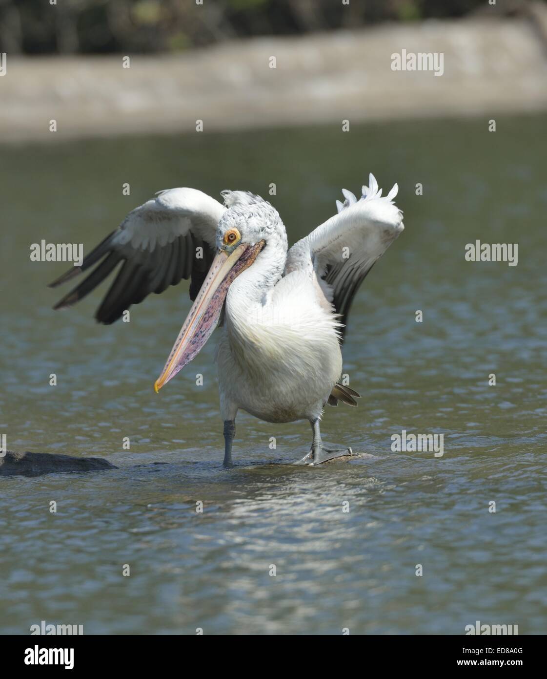 Pelican, Ranganthittu Bird Sanctuary, India Stock Photo - Alamy
