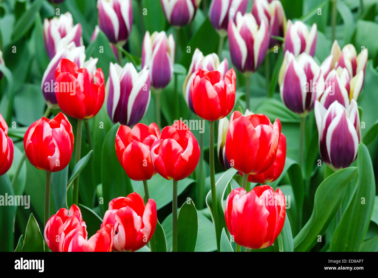 Beautiful red and violet tulips in the spring time. Nature background ...