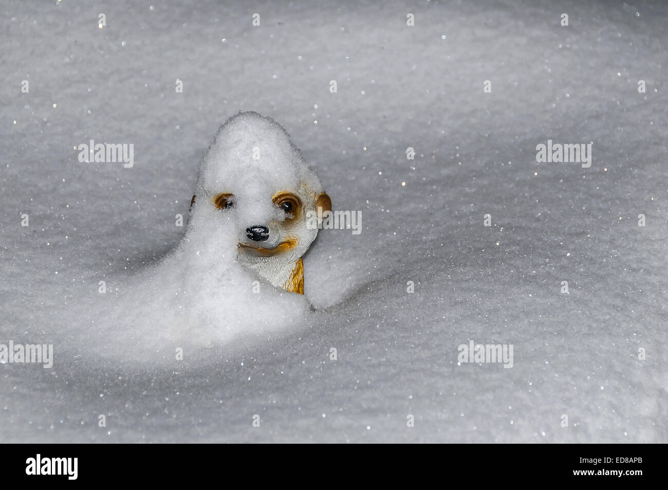 Meerkat Covered in Snow Stock Photo - Alamy