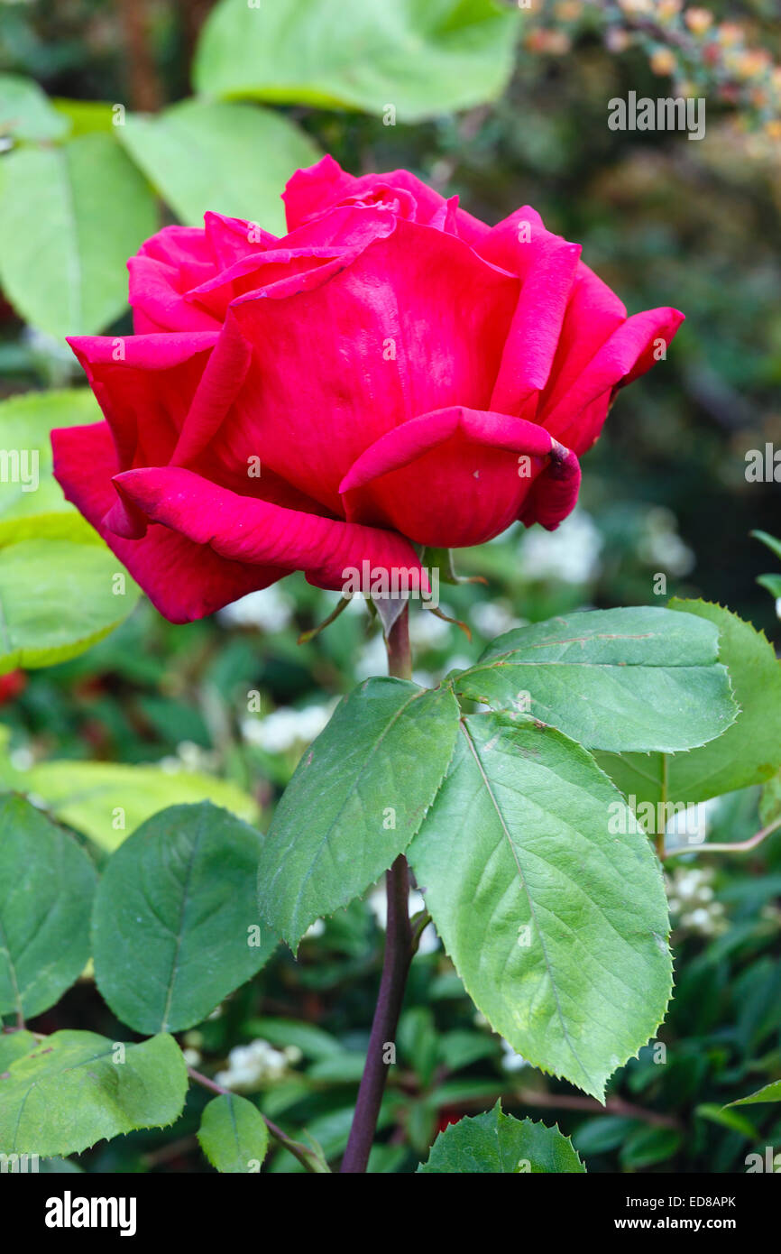 Red rose spring hi-res stock photography and images - Alamy