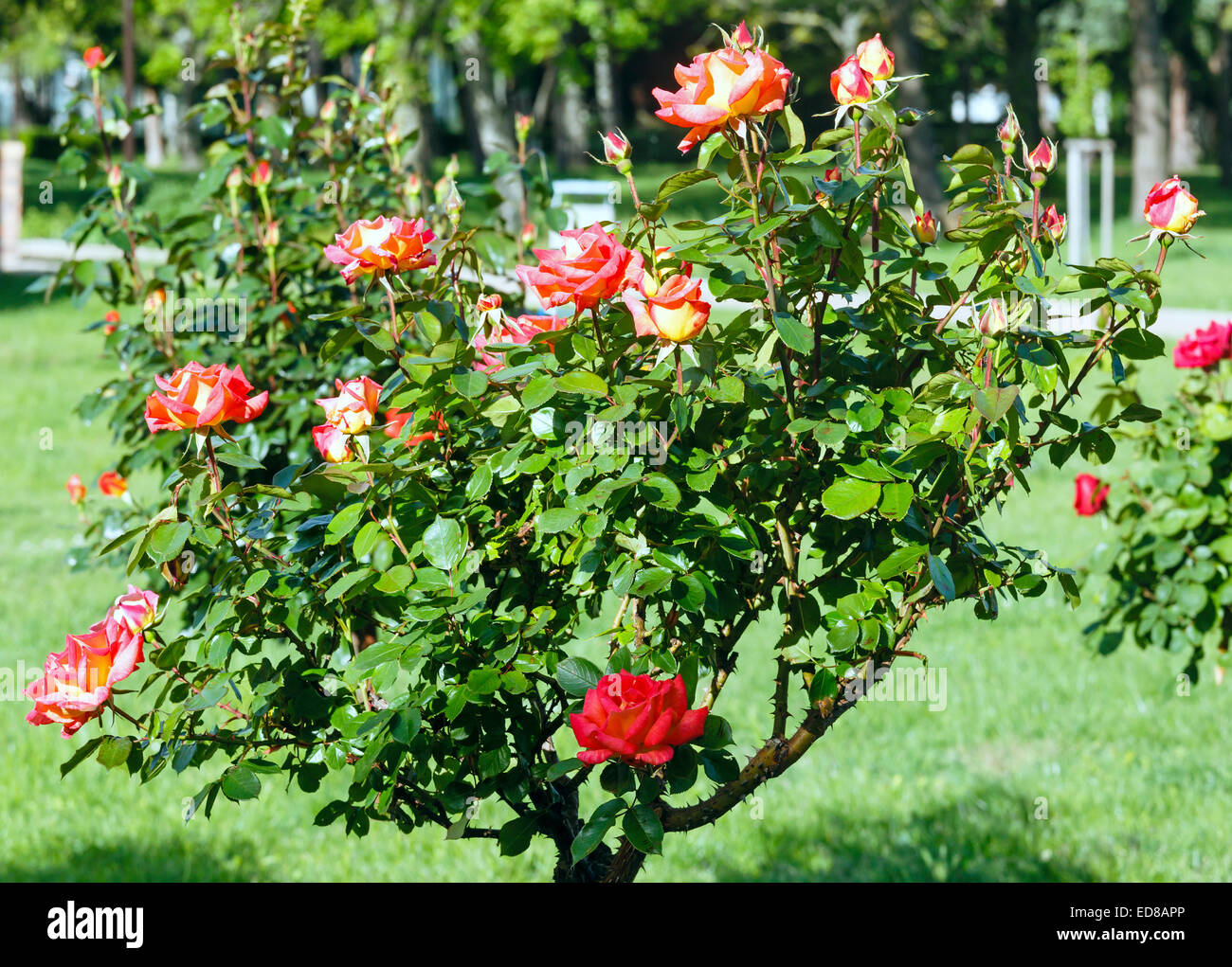 Red rose spring hi-res stock photography and images - Alamy