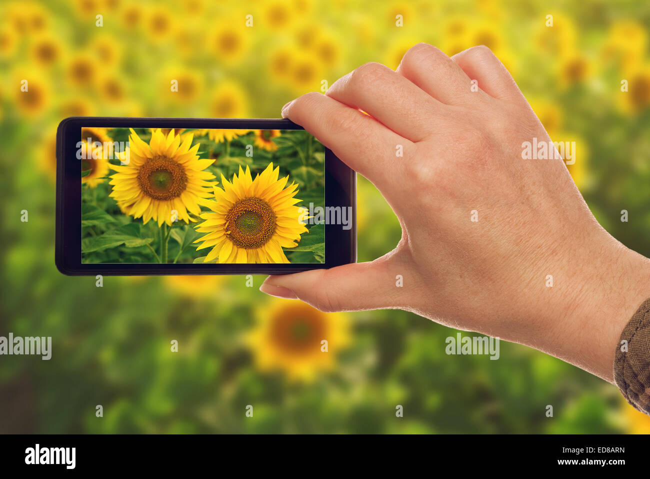 Woman taking snapshots of sunflowers with mobile smart phone, nature ...