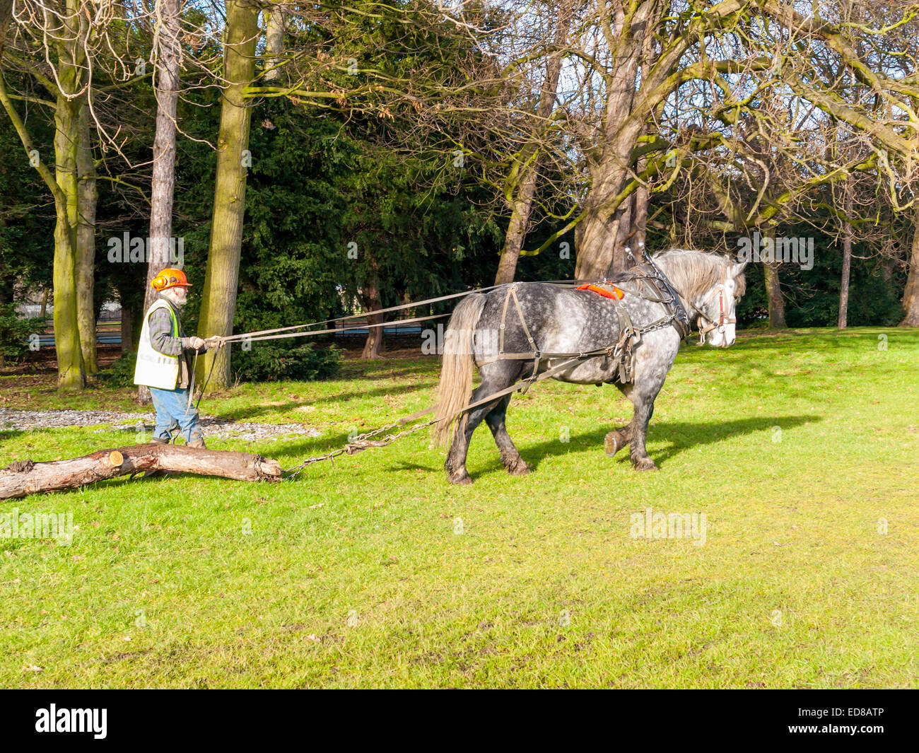 Chris Wadsworth a forest conservation contractor with his working horse ...