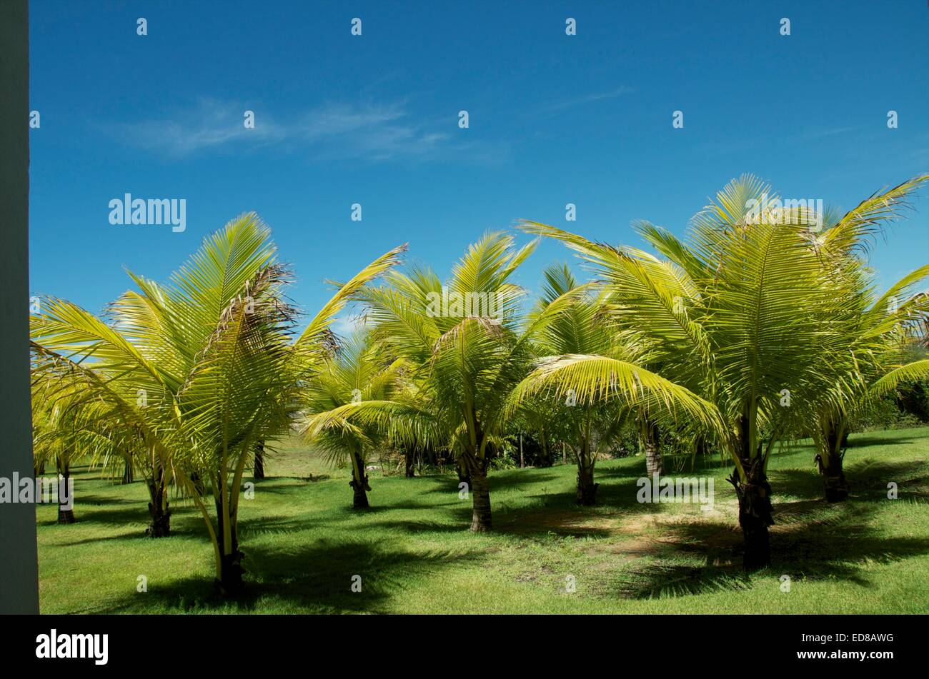Palm trees field Stock Photo - Alamy