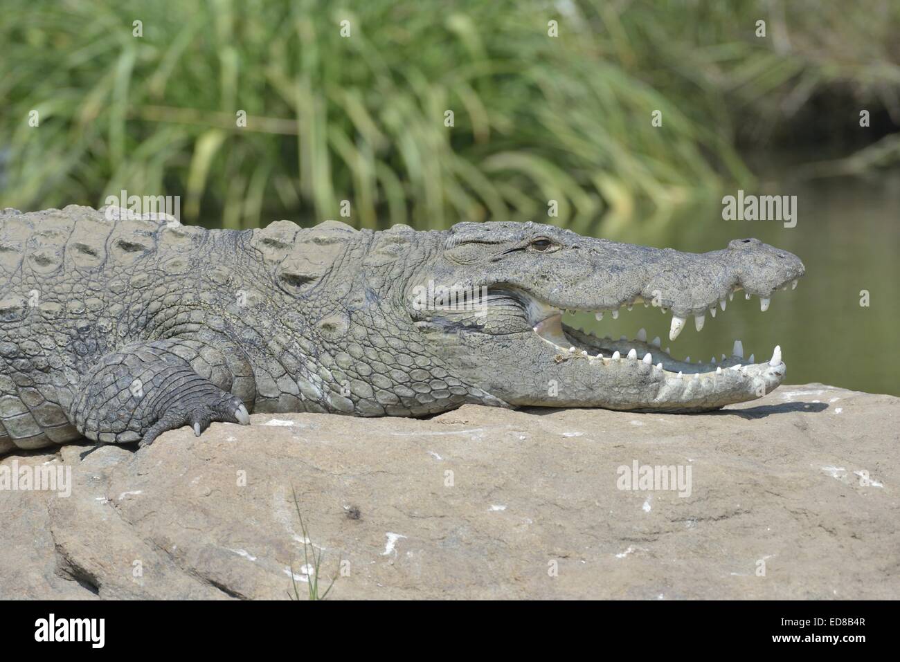 Crocodile, Ranganthittu Bird Sanctuary, India Stock Photo - Alamy